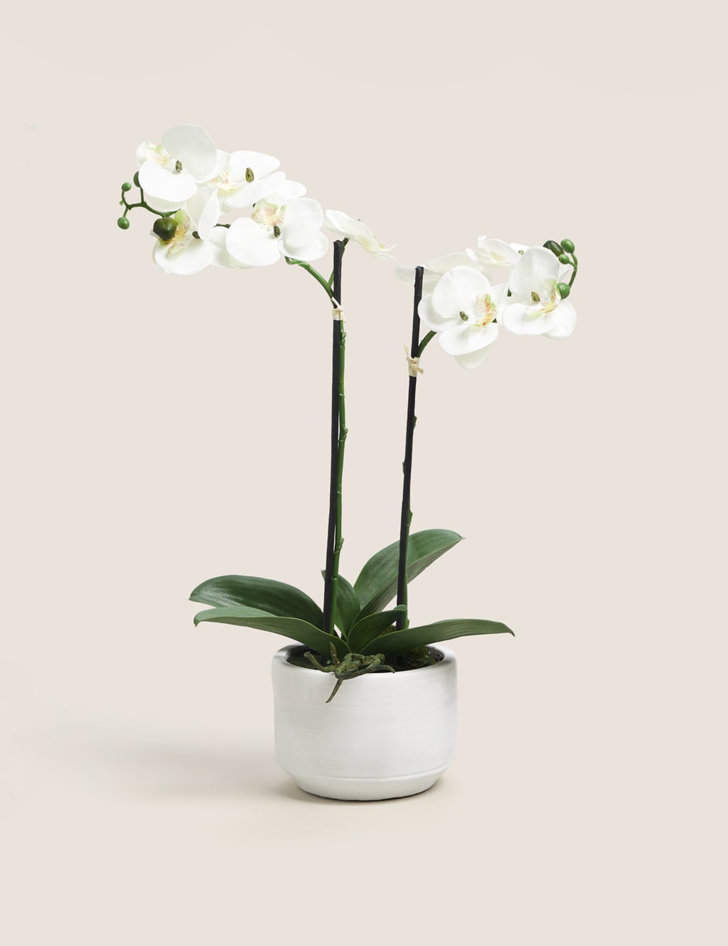 Artificial Real Touch Medium Orchid in Ceramic Pot | Moss & Sweetpea | M&S