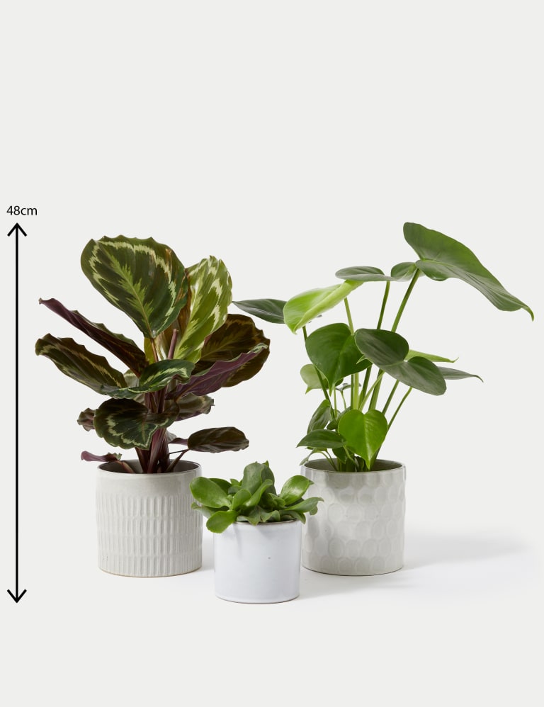 Beginners Green Plant Bundle | M&S