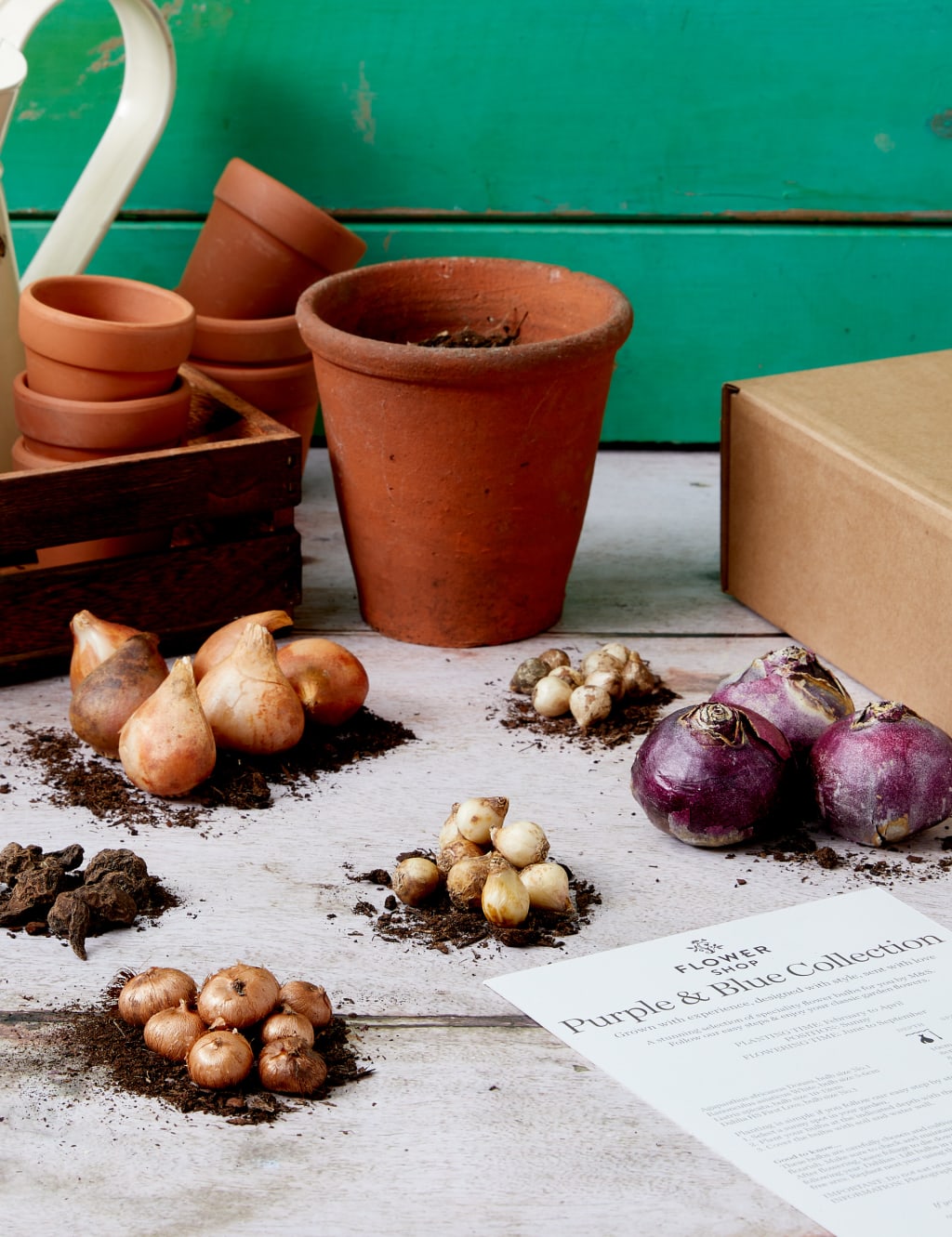 Berry Shades Flower Bulb Collection | M&S