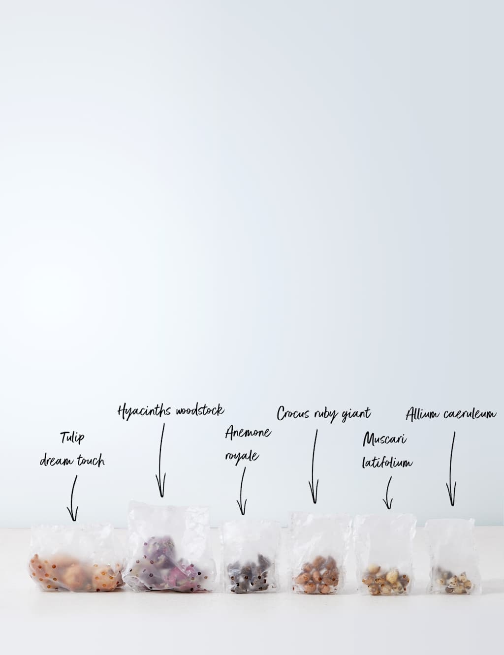 Berry Shades Flower Bulb Collection | M&S