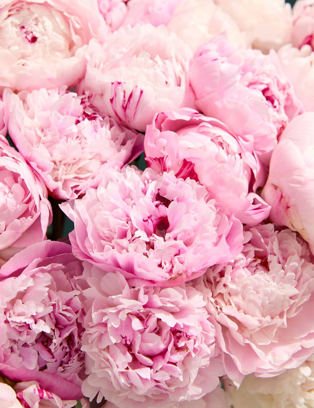 Bountiful Bouquet of Peonies | M&S