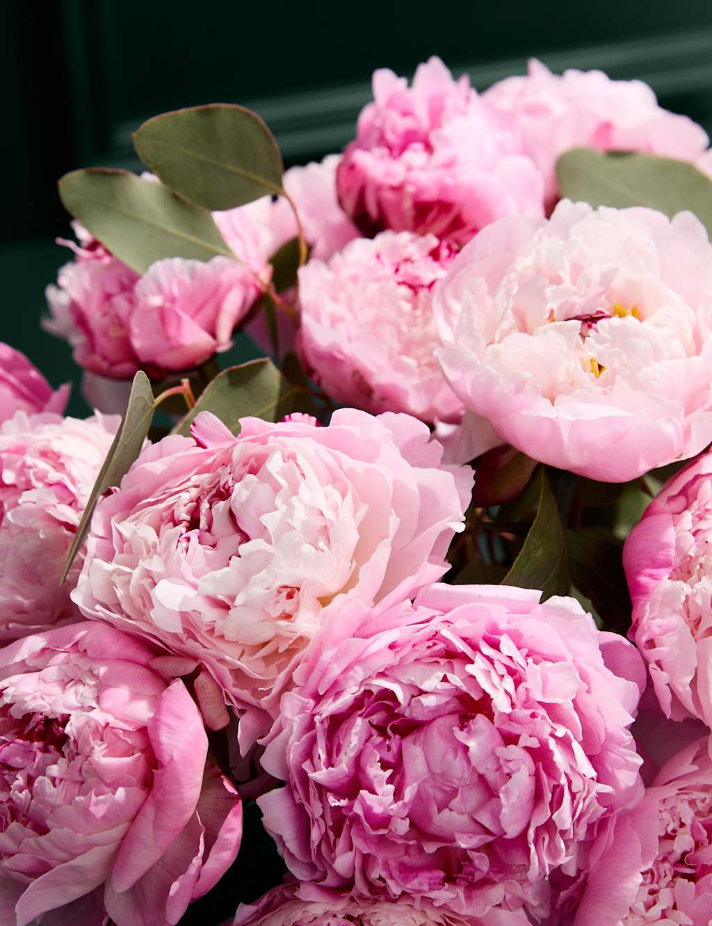 British Pink Peonies Bundle | M&S