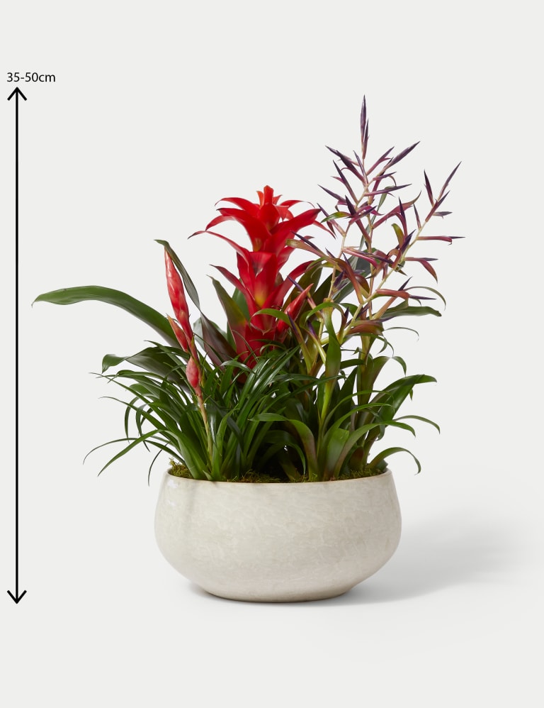 Bromeliad Ceramic Planter | M&S