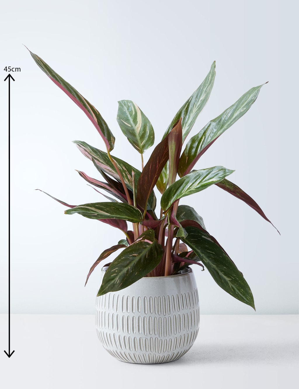 Calathea Ceramic - Magicstar | M&S