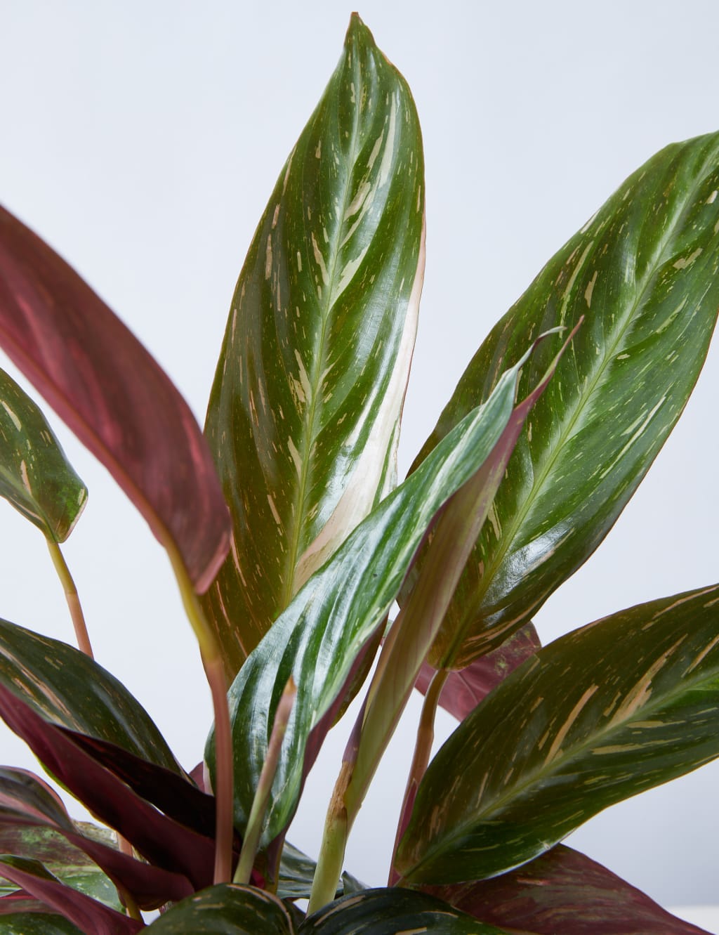 Calathea Ceramic - Magicstar | M&S
