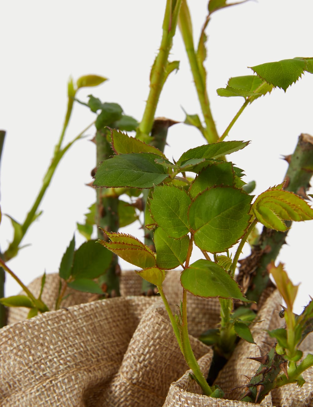 Celebration Rose & Prosecco Bundle | M&S