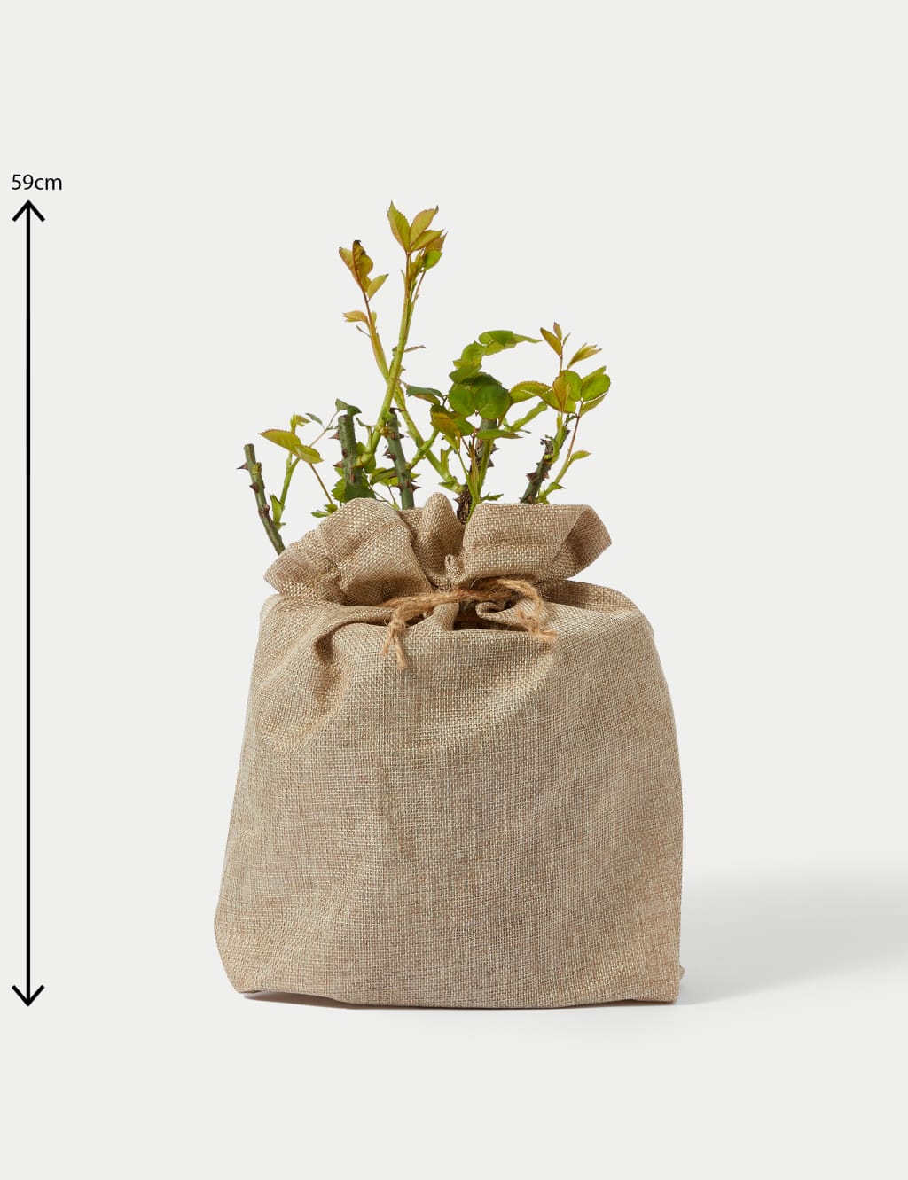 Celebration Rose & Prosecco Bundle | M&S