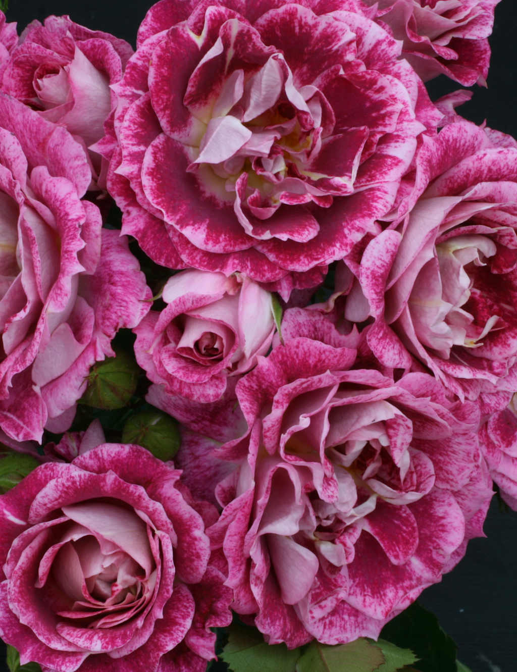 Celebration Rose Plant | M&S
