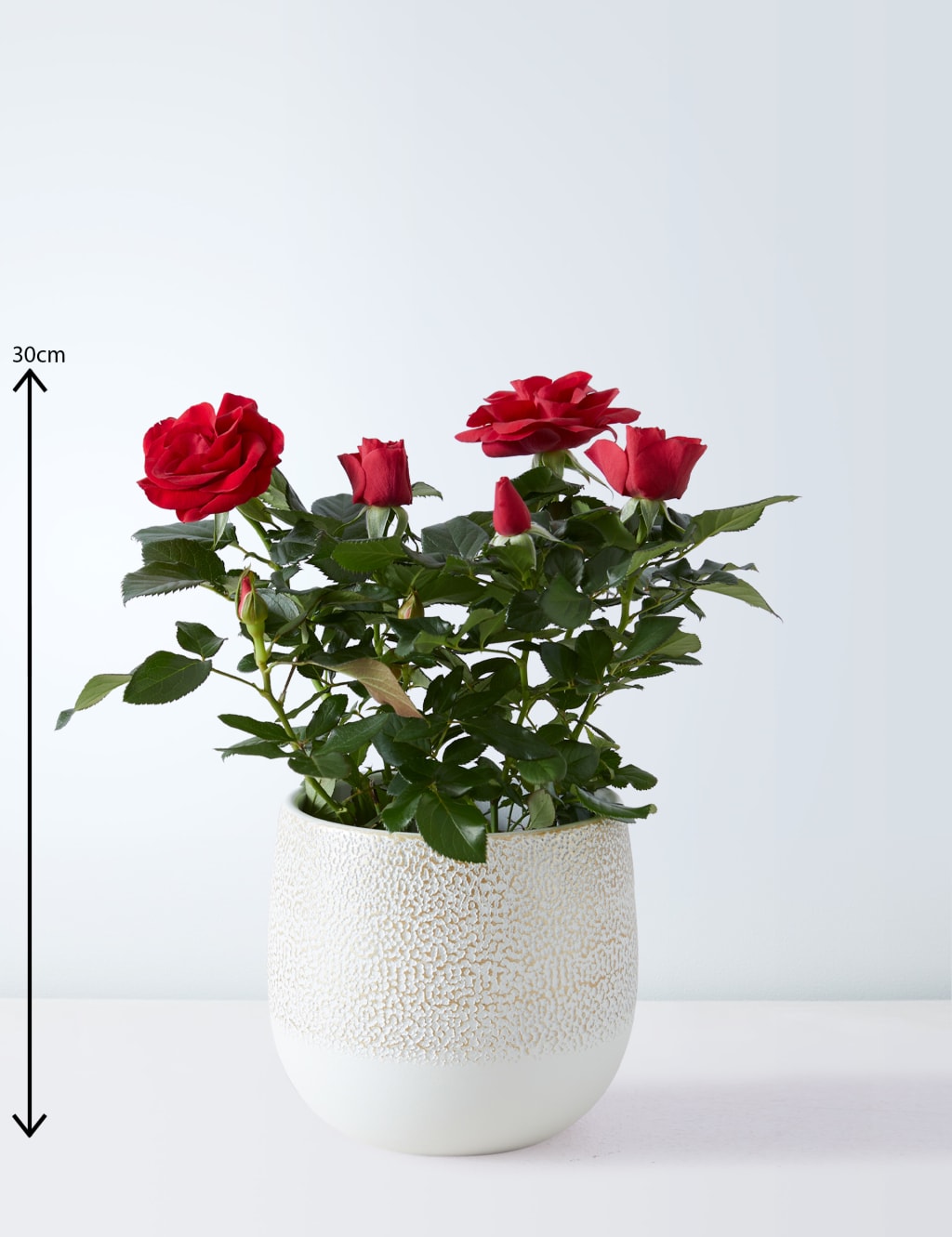 Christmas Red Rose Plant | M&S
