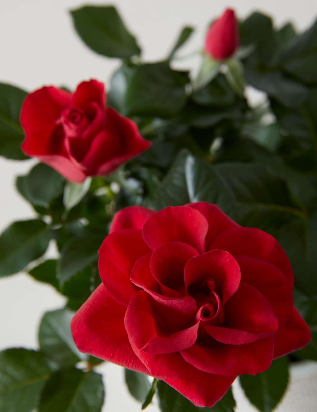 Christmas Red Rose Plant | M&S