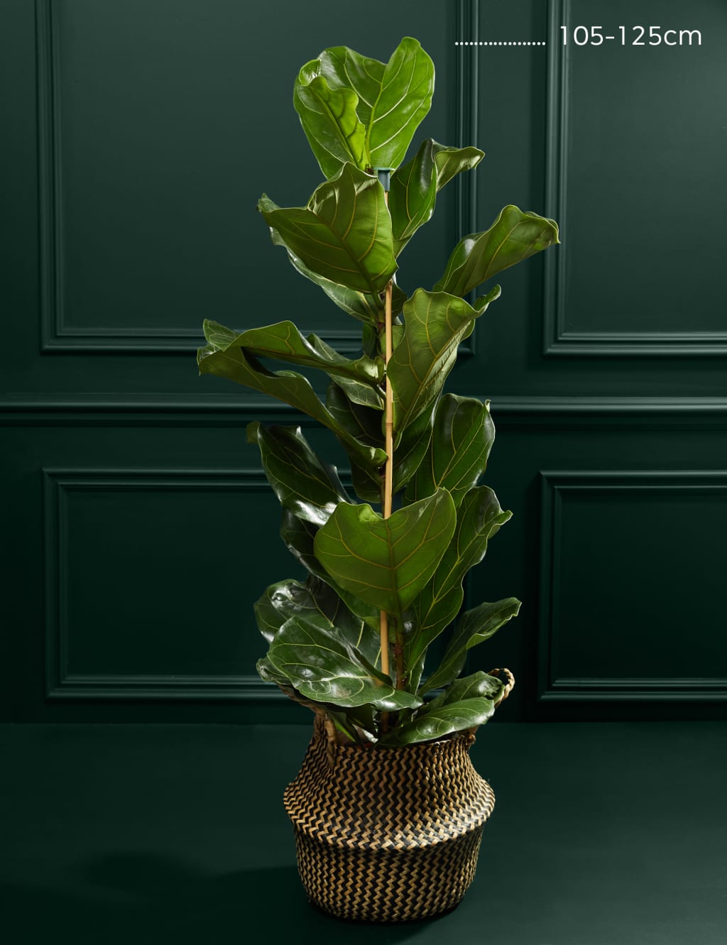 Extra Large Fiddleleaf Fig in Basket | M&S