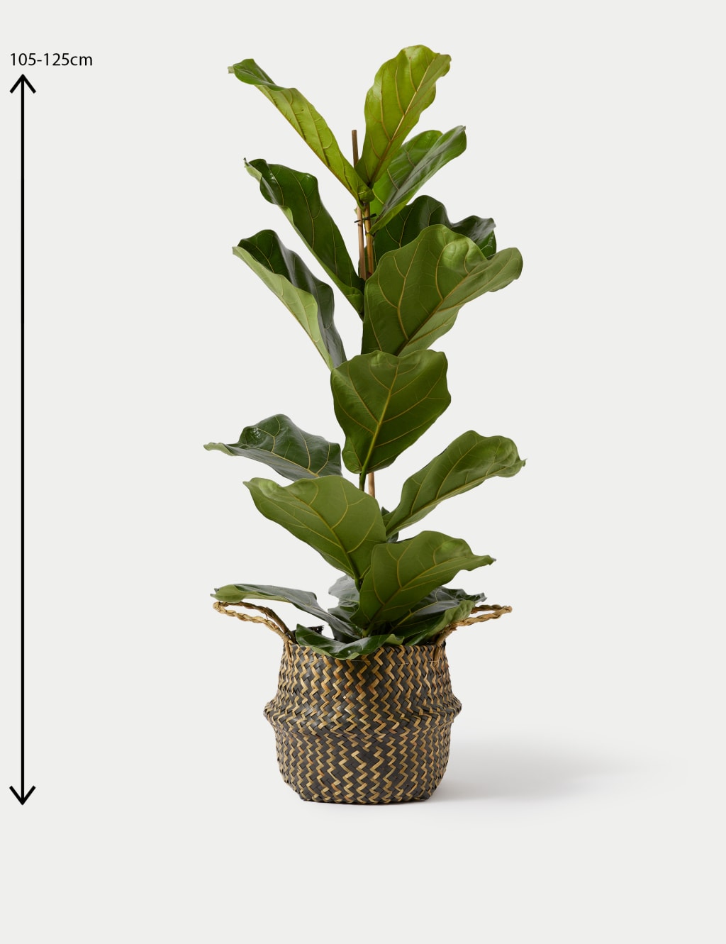Extra Large Fiddleleaf Fig in Basket | M&S