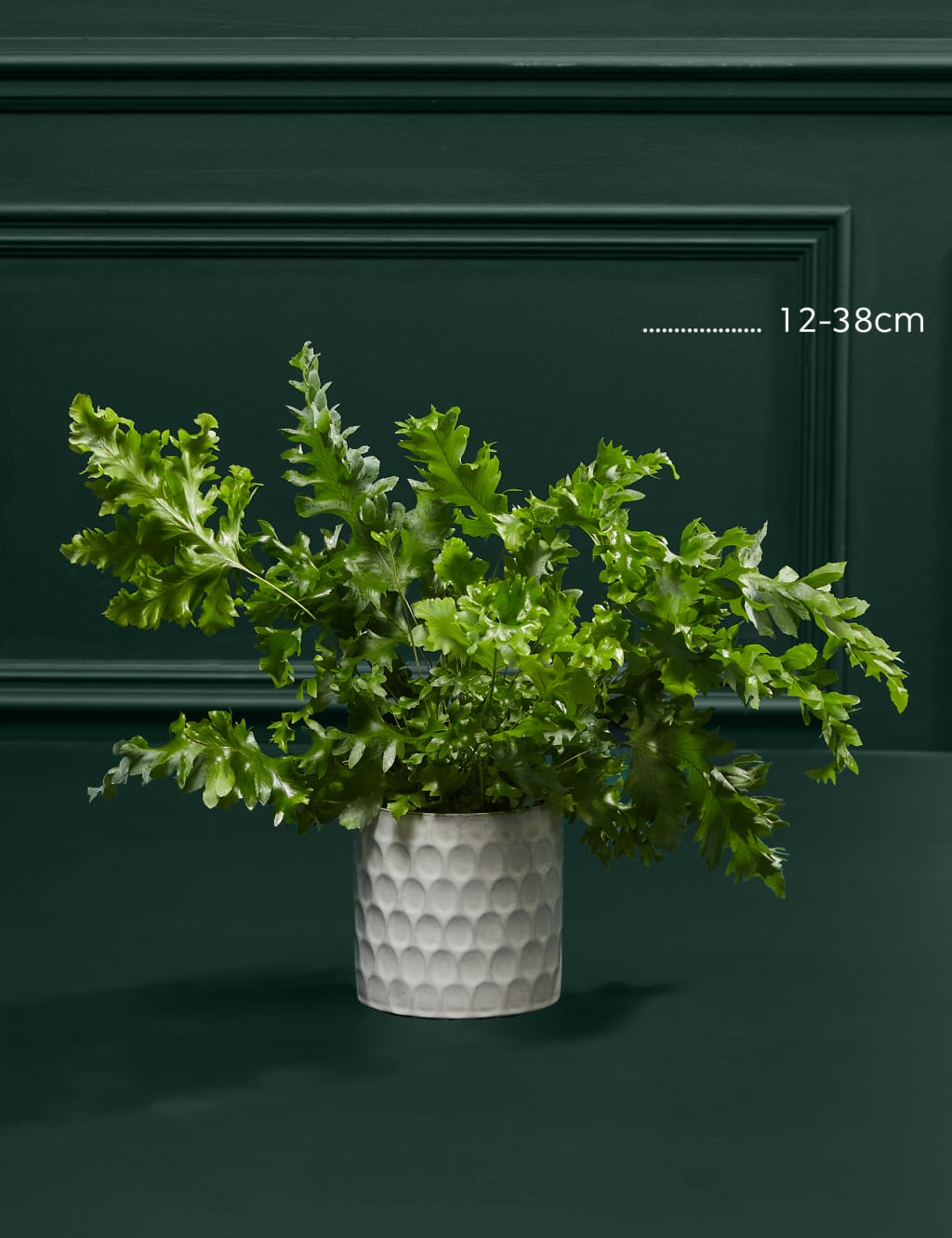 Fern Ceramic | M&S