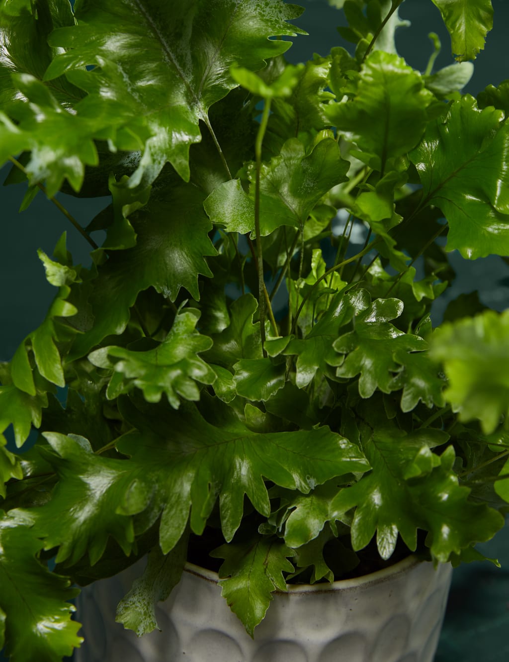 Fern Ceramic | M&S