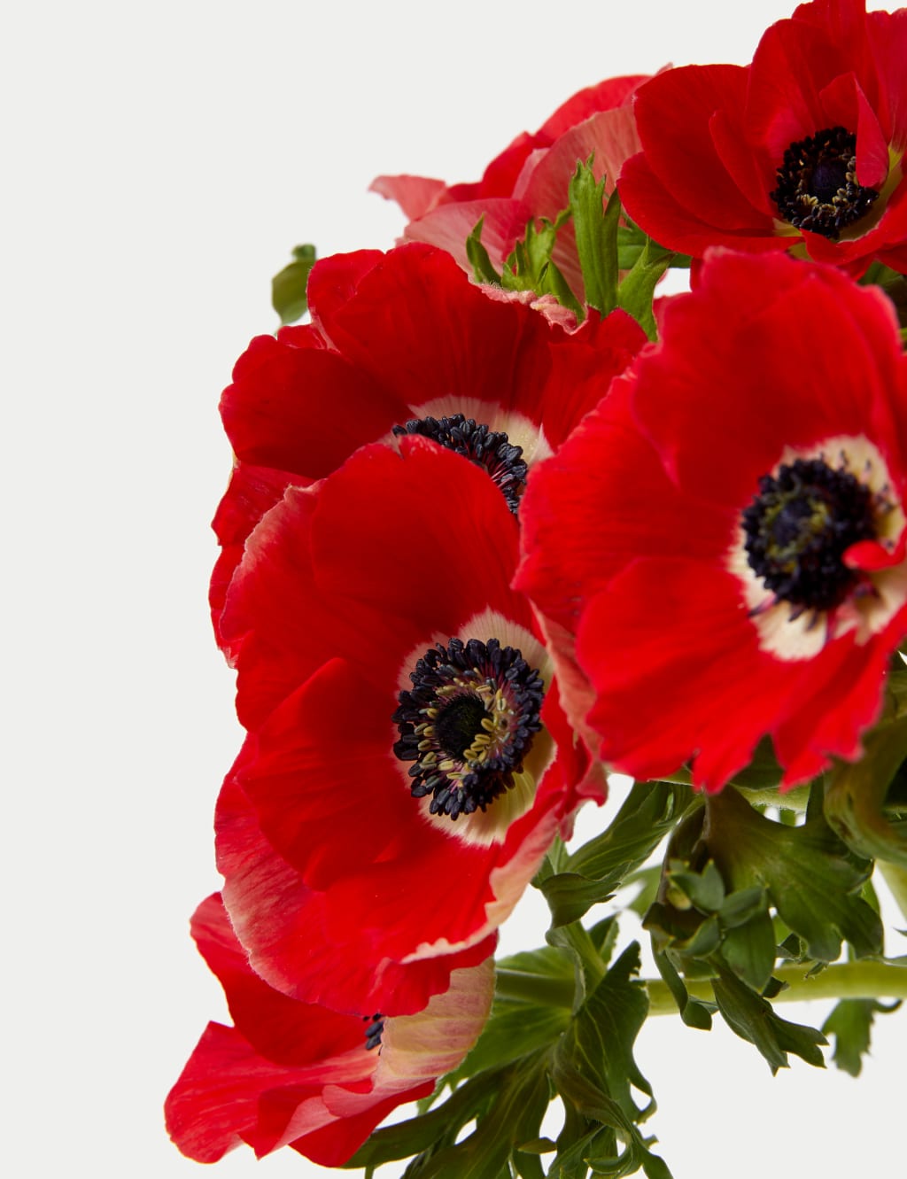 Festive Anemone Abundance Bouquet | M&S