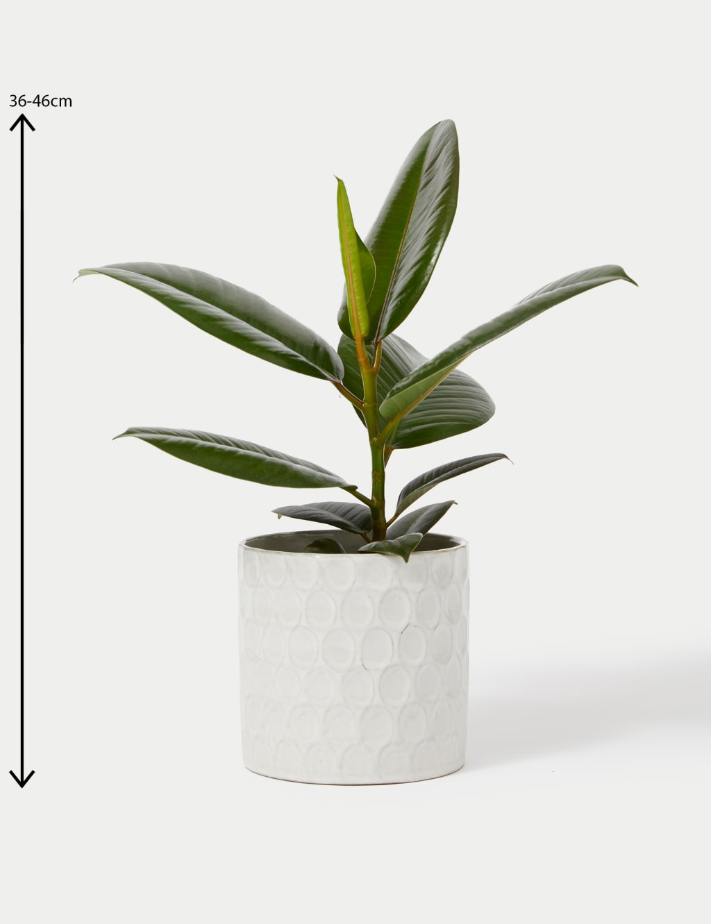 Ficus Robusta Plant with Ceramic Pot | M&S