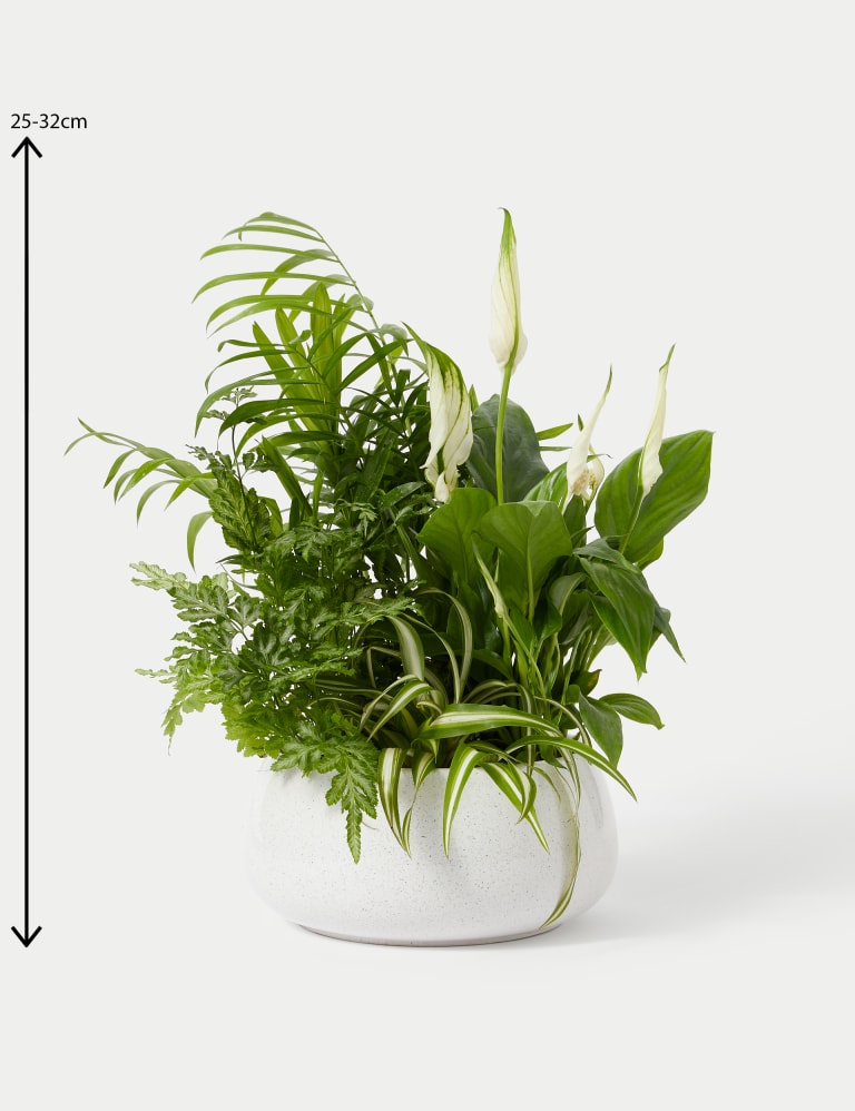 Foliage Planter | M&S