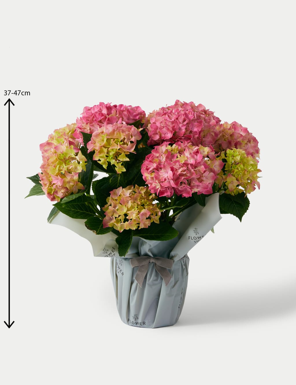 Gift Wrapped Hydrangea | M&S