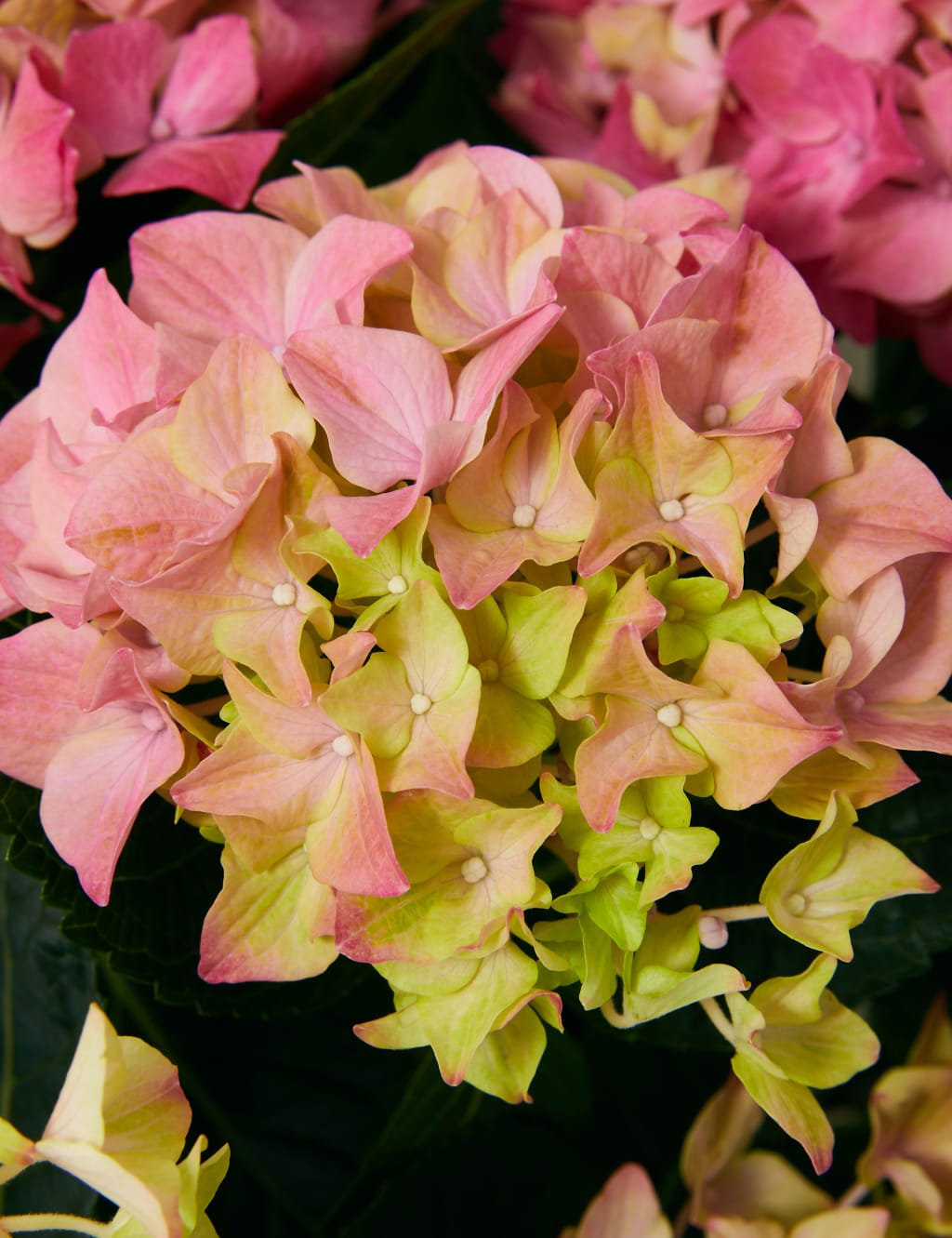 Gift Wrapped Hydrangea | M&S