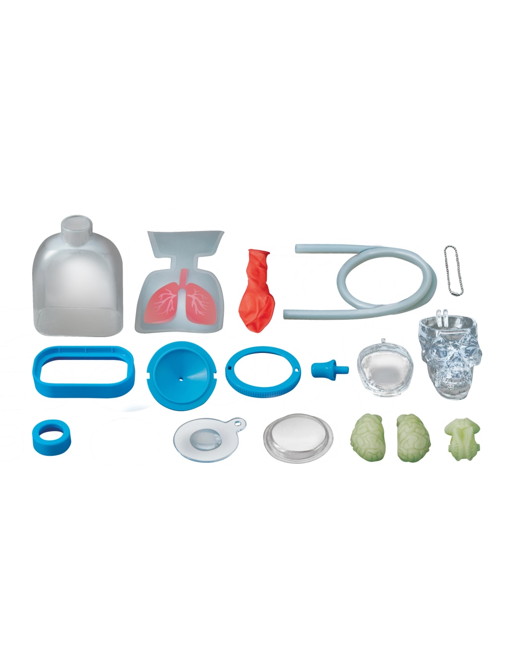 Human Organs Kit | M&S