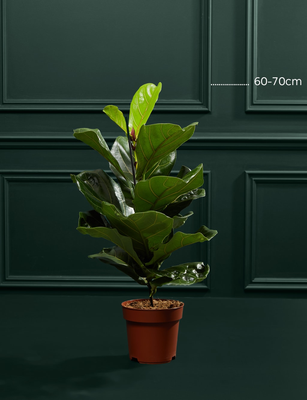 Large Fiddleleaf Plant | M&S