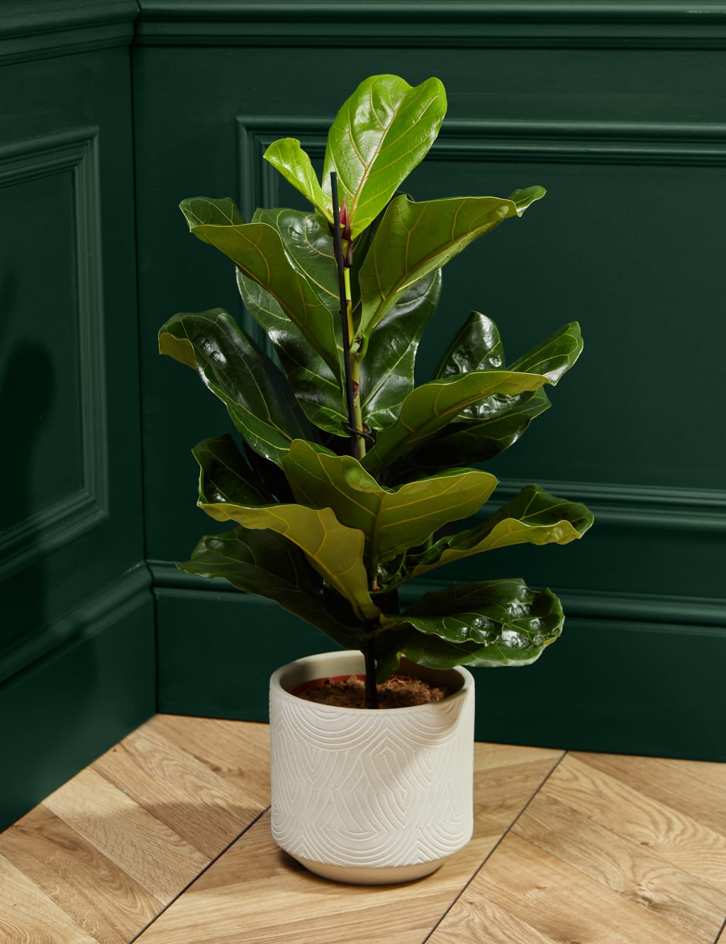 Large Fiddleleaf Plant | M&S