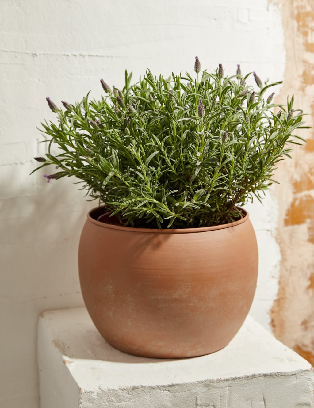 Buy Lavender in Terracotta Tin | M&S