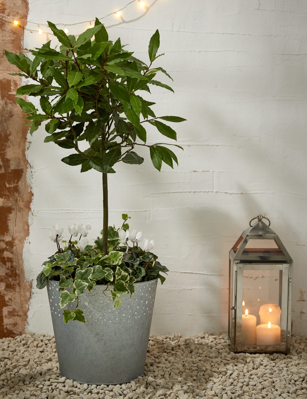 Luxury Bay Tree Planter With Cyclamen | M&S