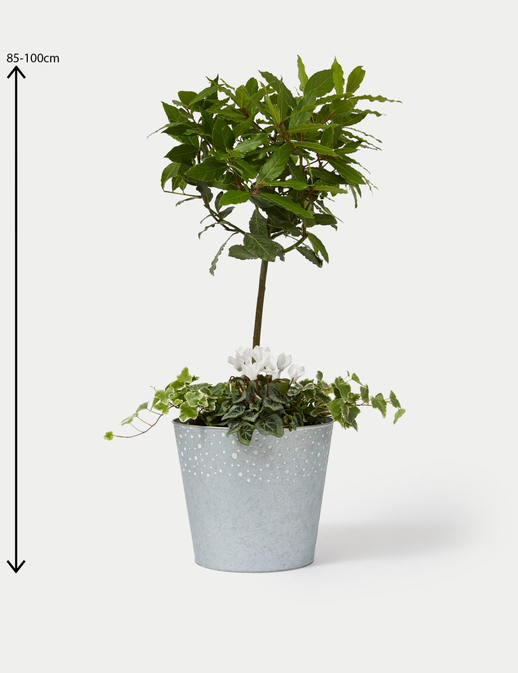Luxury Bay Tree Planter With Cyclamen | M&S