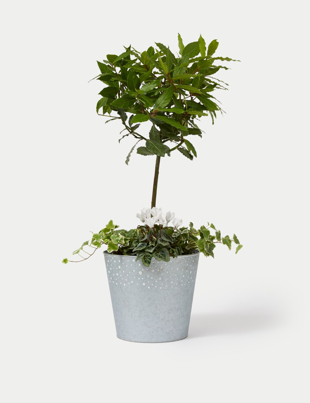Luxury Bay Tree Planter With Cyclamen | M&S