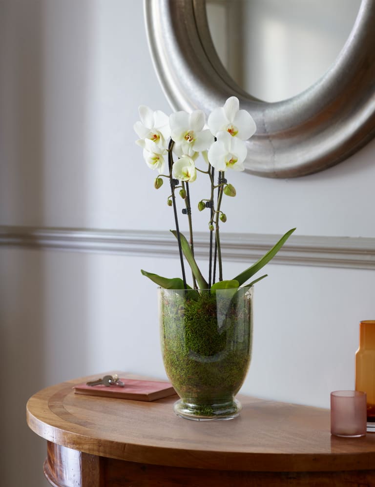 Luxury Orchid Glass | M&S