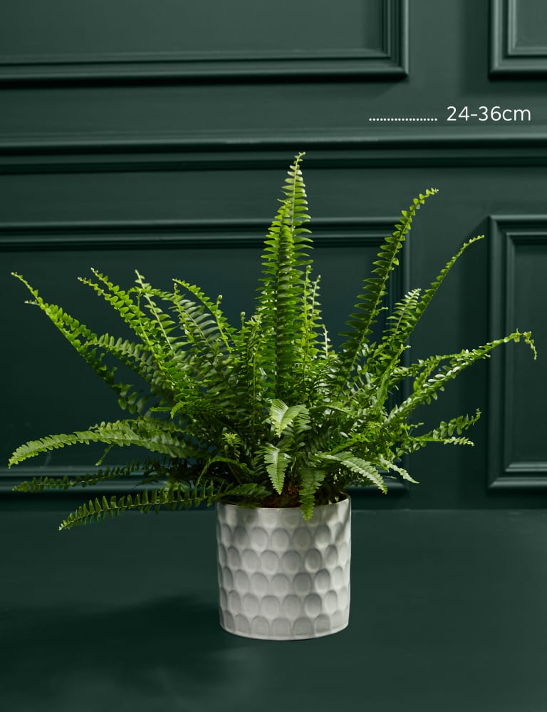 Medium Boston Fern in Ceramic Pot | M&S