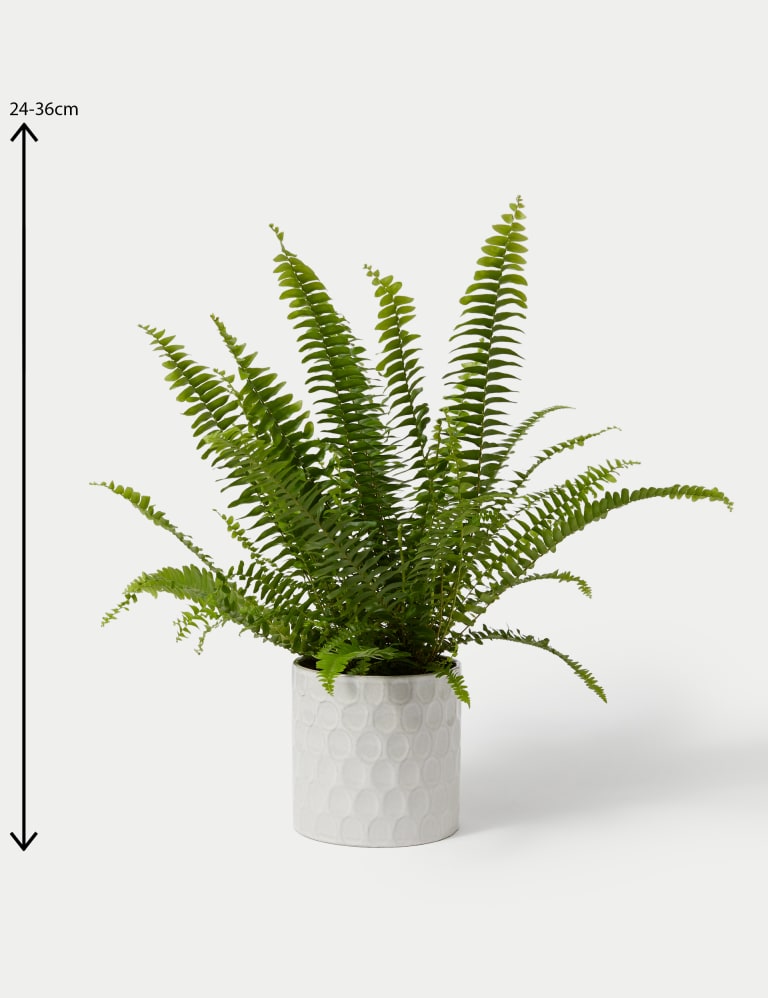 Medium Boston Fern in Ceramic Pot | M&S