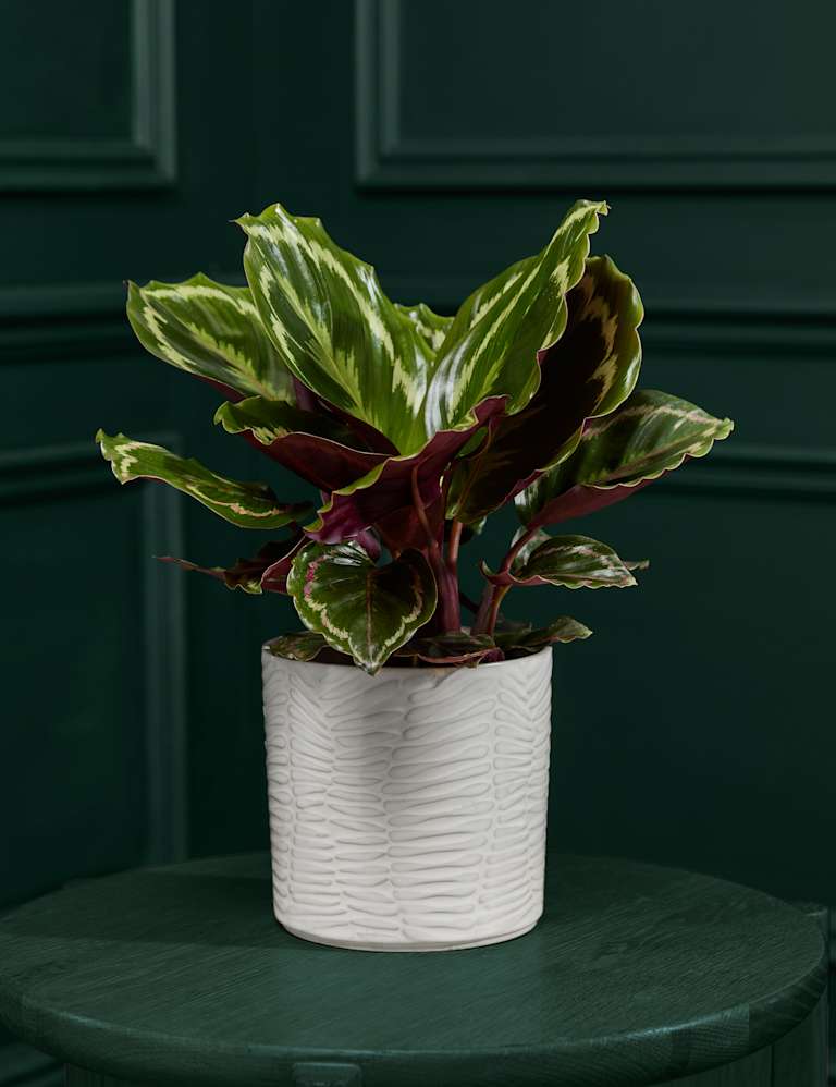 Medium Calathea in Ceramic Pot | M&S