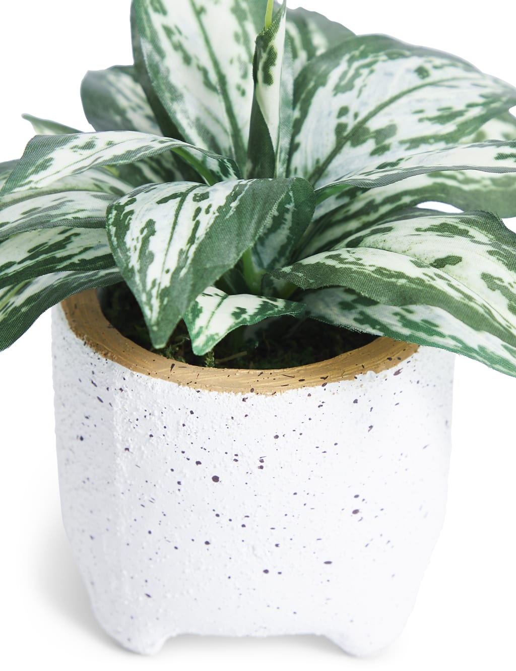Mini Croton Pot | M&S