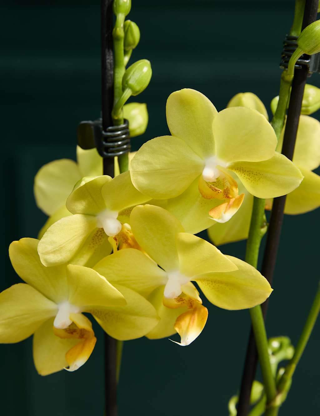 Miniature Yellow Phalaenopsis Orchid Ceramic & Swiss Truffles Bundle | M&S