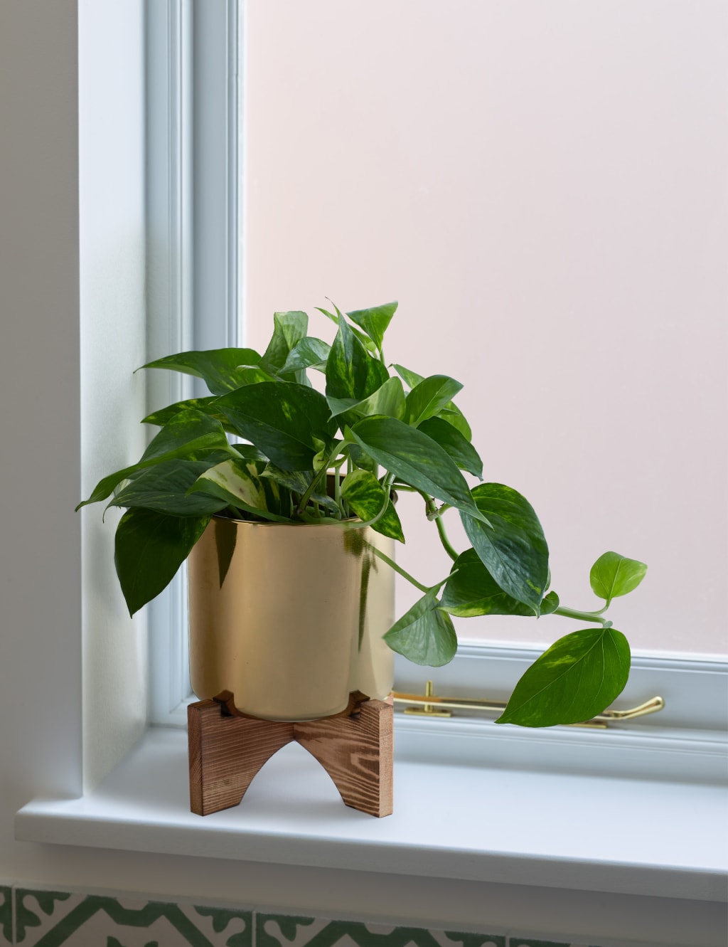 Pothos Tin on Wooden Stand | M&S