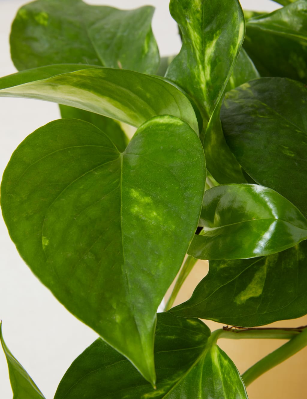 Pothos Tin on Wooden Stand | M&S