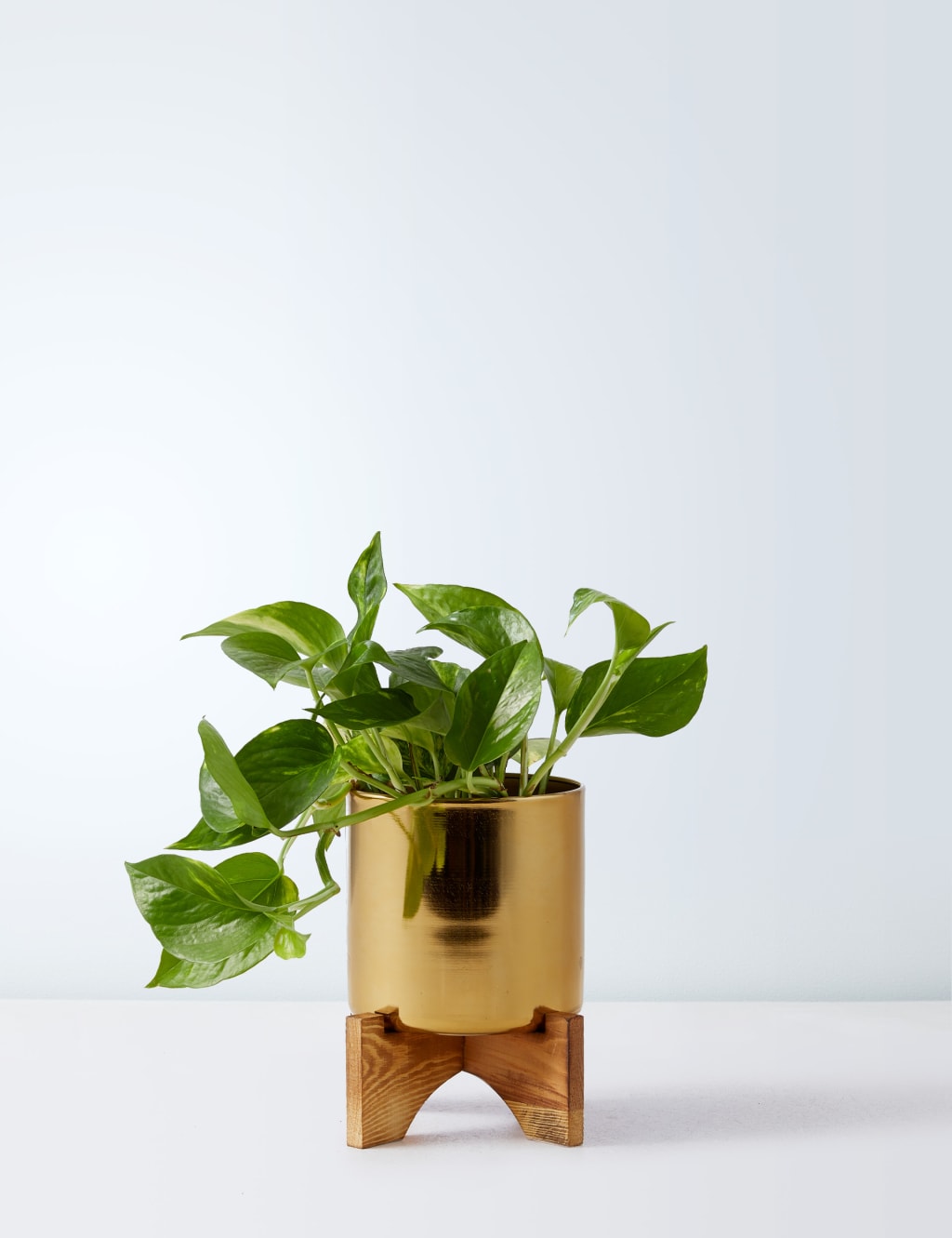 Pothos Tin on Wooden Stand | M&S