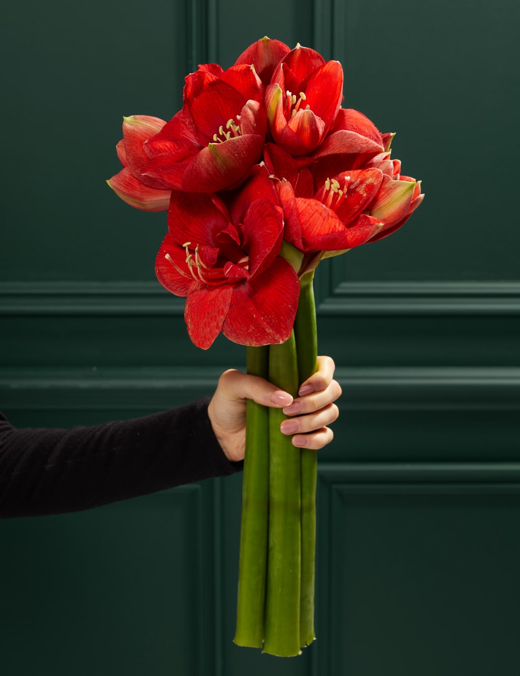 Red Amaryllis Bouquet | M&S