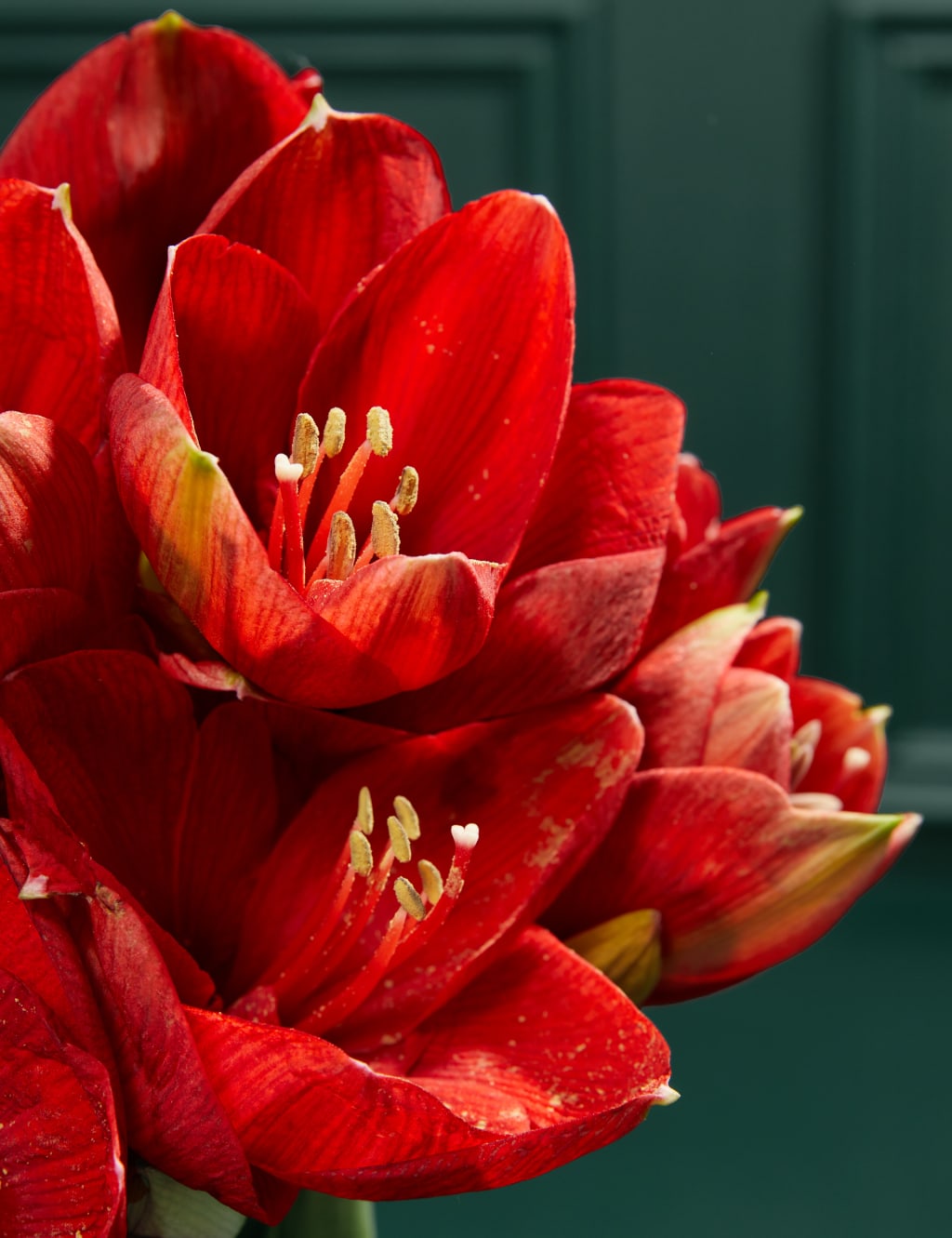 Red Amaryllis Bouquet | M&S