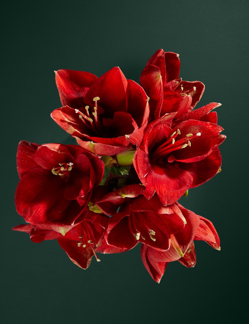 Red Amaryllis Bouquet | M&S