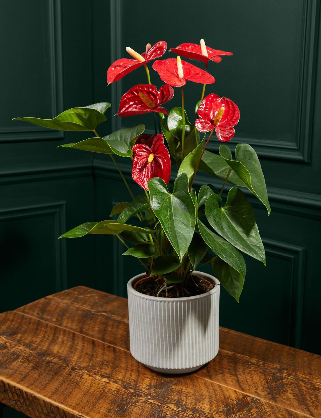Red Anthurium Plant | M&S