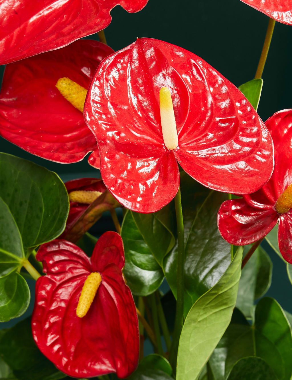 Red Anthurium Plant | M&S