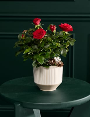 Red Rose in Ceramic Pot | M&S