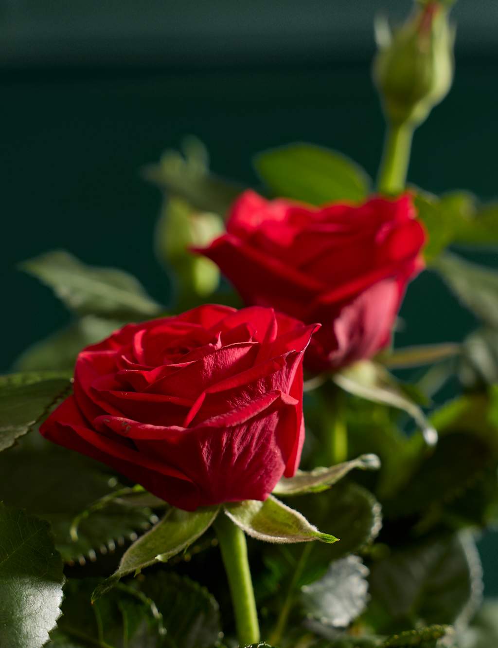 Red Rose in Ceramic Pot | M&S