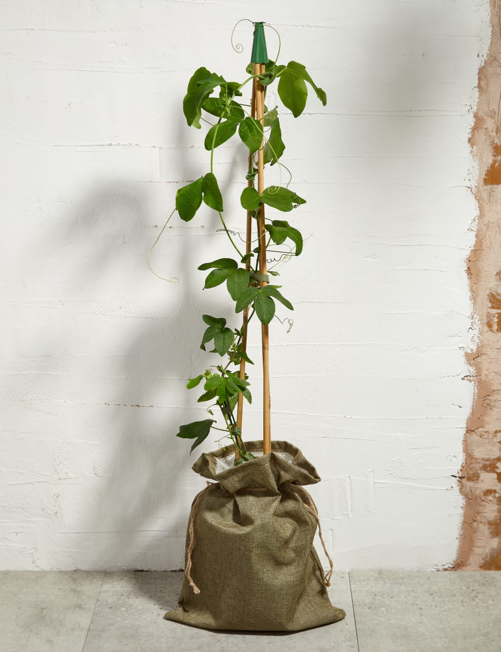 Outdoor Plants | M&S