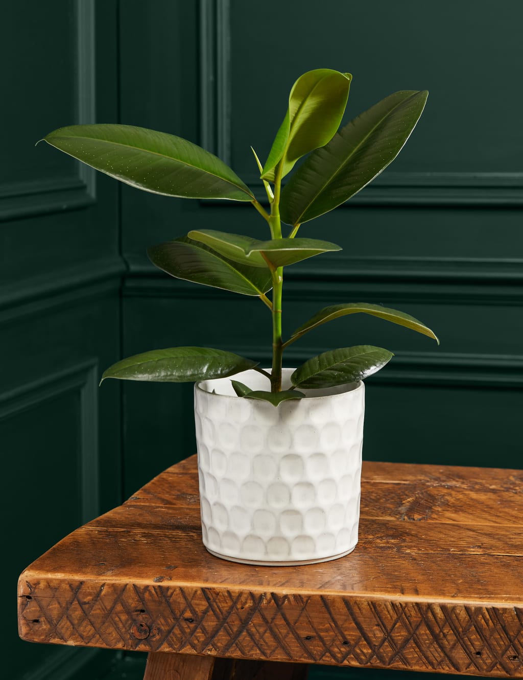Indoor Plants | M&S