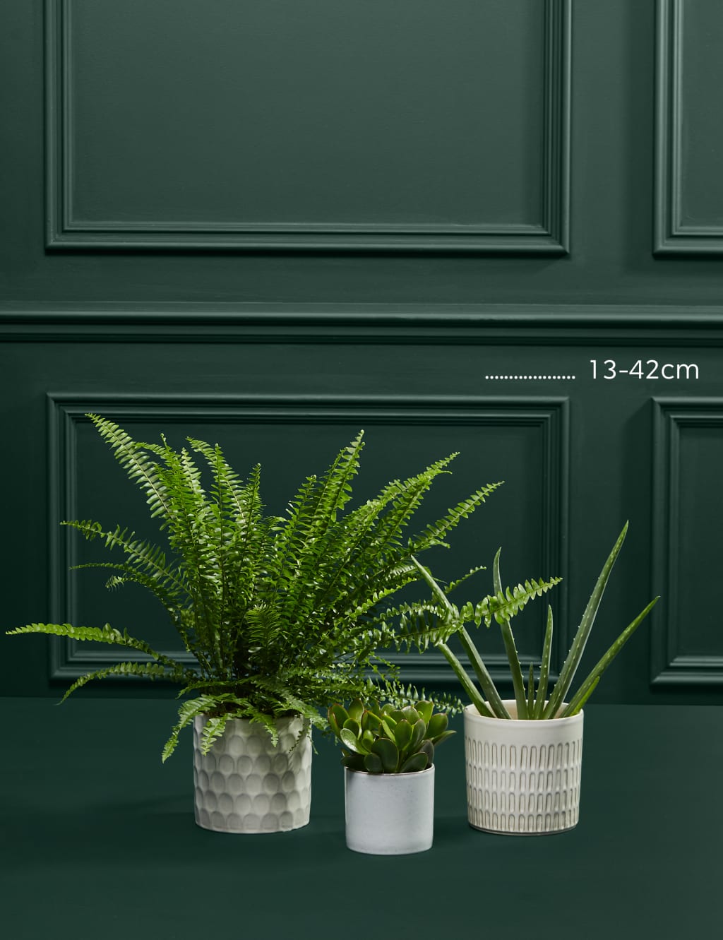 Flowers & Plants Offers | M&S