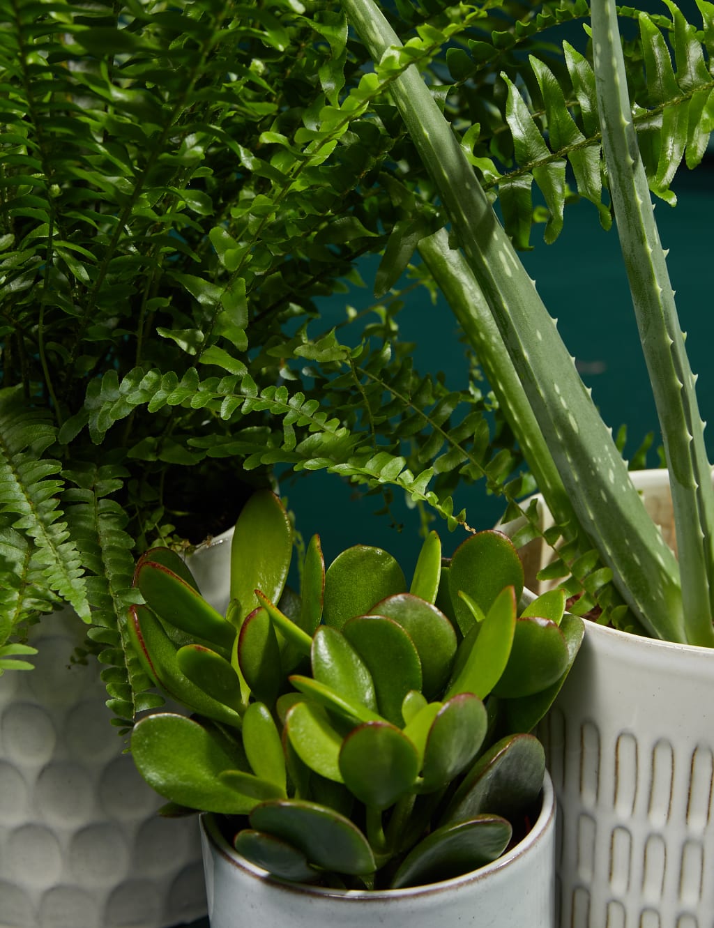 Indoor Plants | M&S